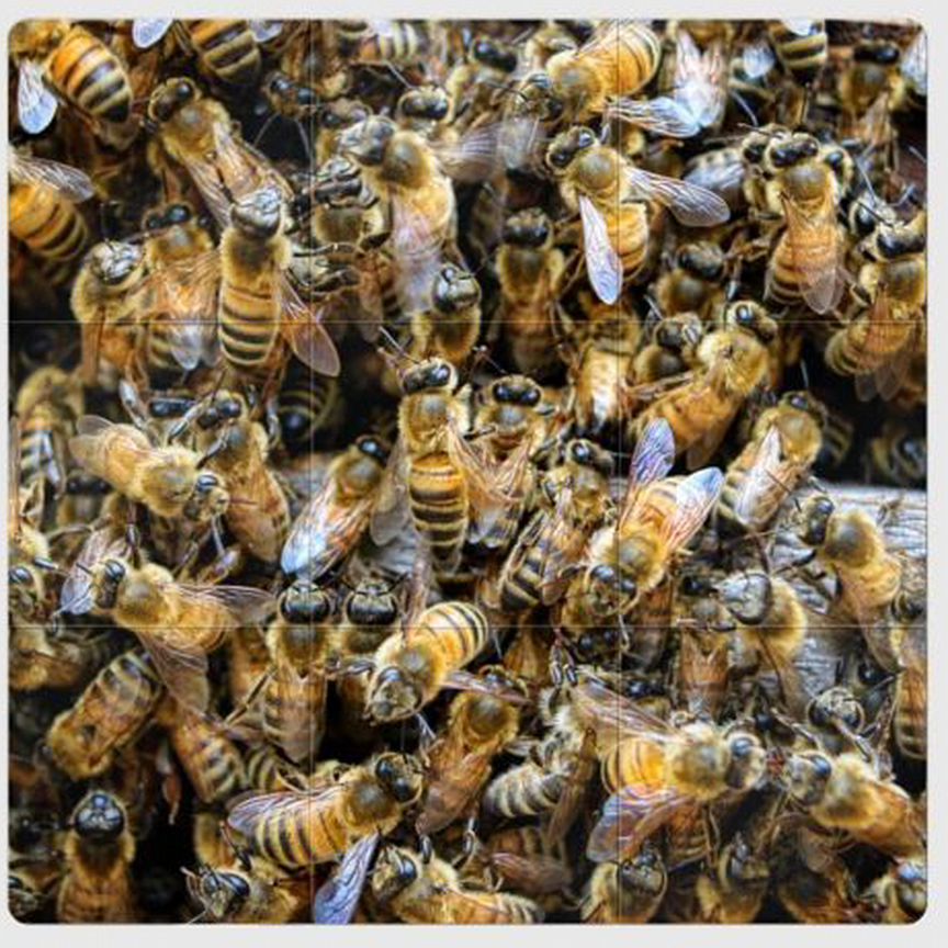 Пчелопакеты карпатка