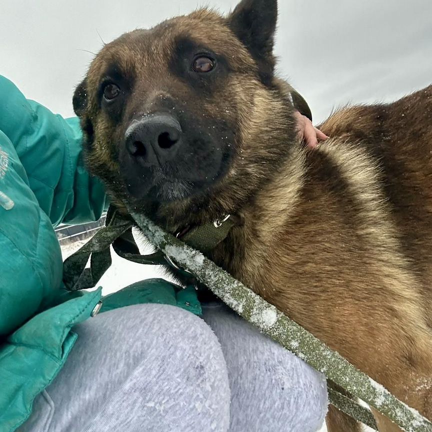 Собака в добрые руки