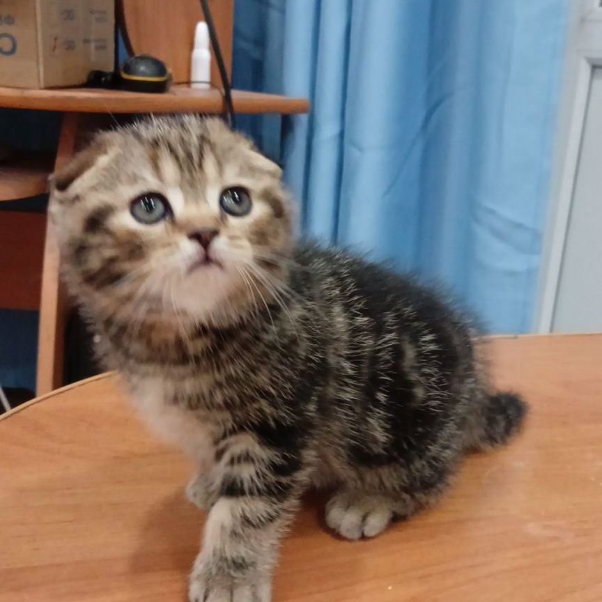 Шотландский вислоухий короткошёрстный котёнок