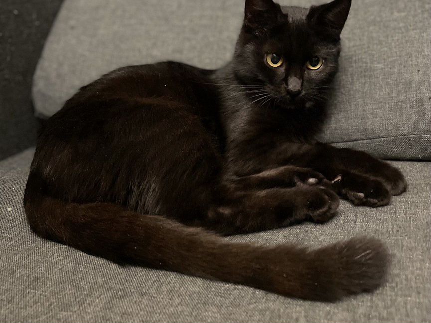 Котенок в добрые руки бесплатно