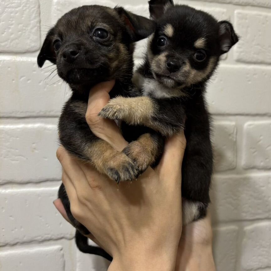 Чихуахуа щенки