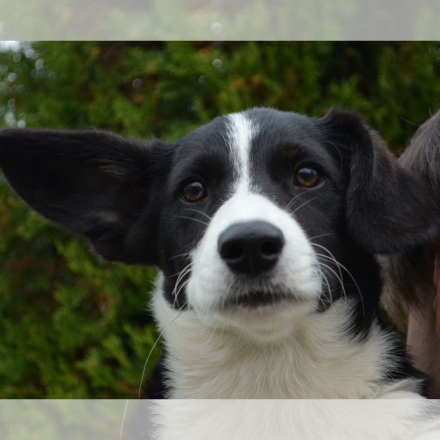 Вельш-корги щенки