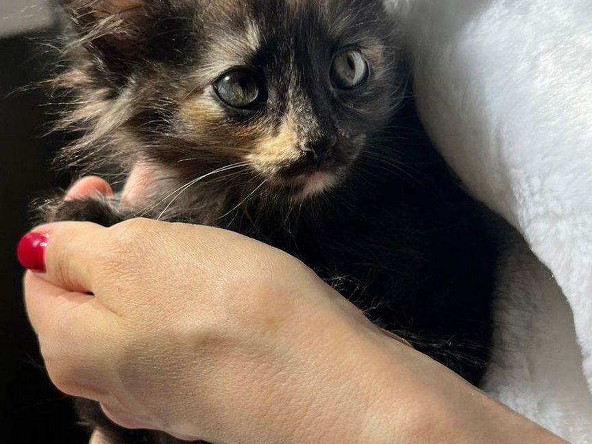 Пушистая девочка- котёнок в поисках дома