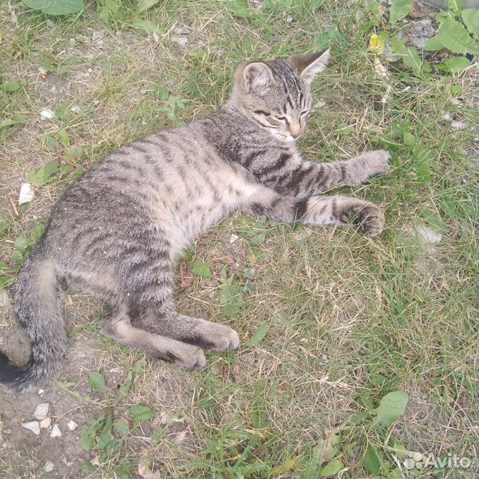 Оцикет котята