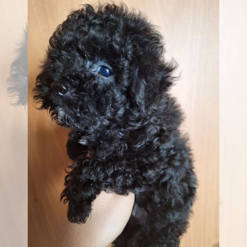 Той-пудель, щенок