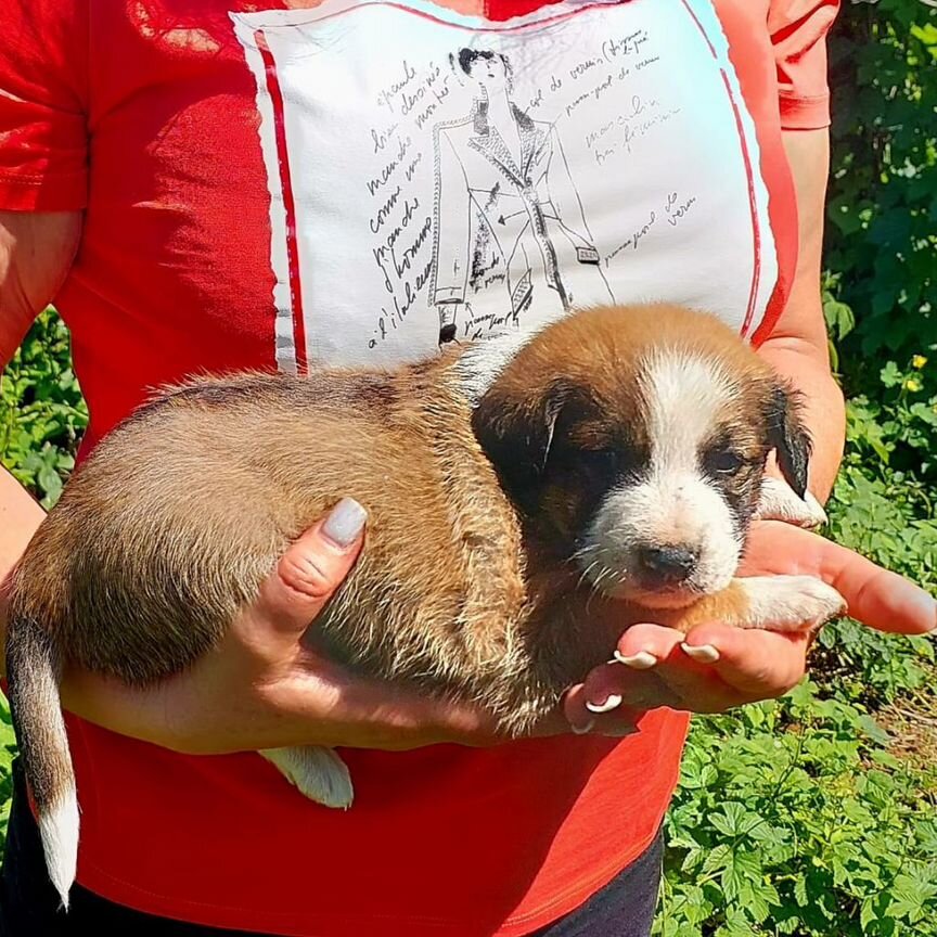 Щенок в добрые руки