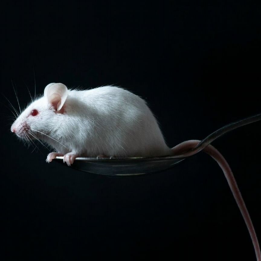 Кормовые мыши (живые и замороженные)