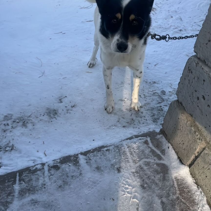 Взрослый пёс в добрые руки