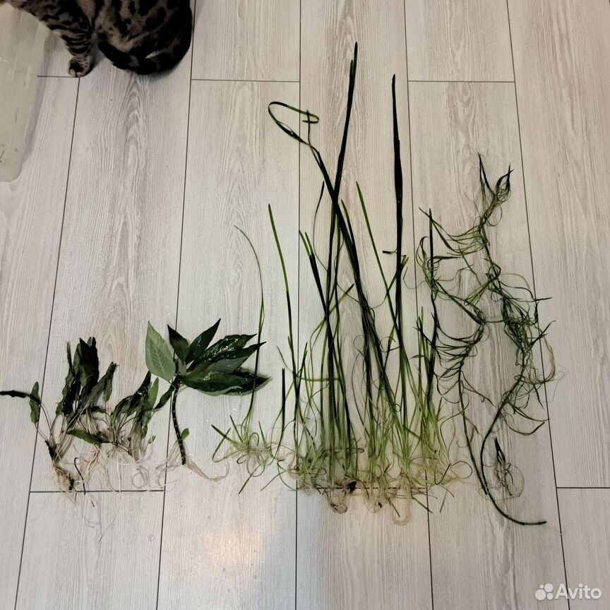 Прополка растений за шоколадку