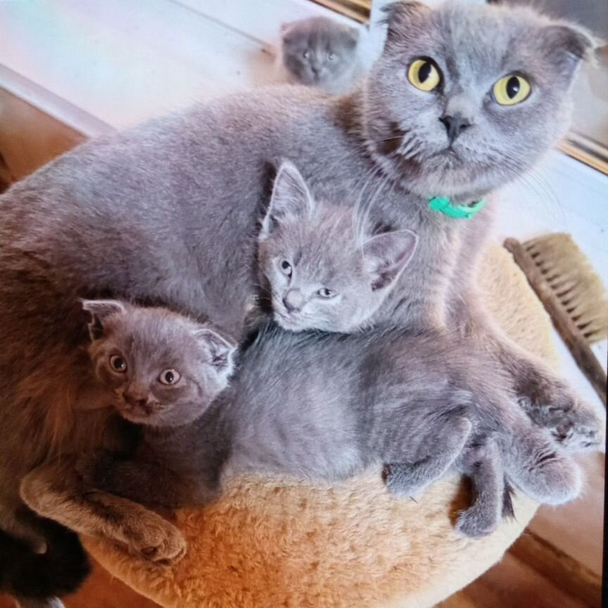 Британский короткошёрстный котёнок