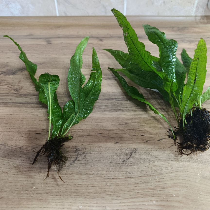 Аквариумные растения