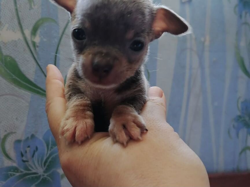 Чихуа мини мальчик