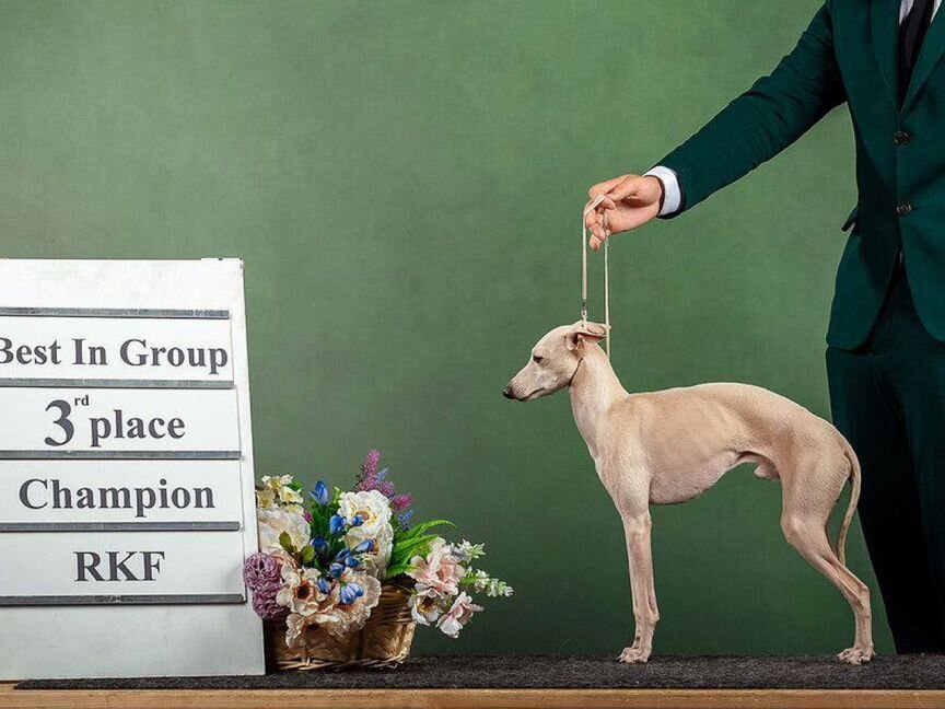 Вязка кобель левретка