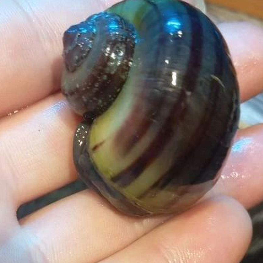 Улитки ампулярии