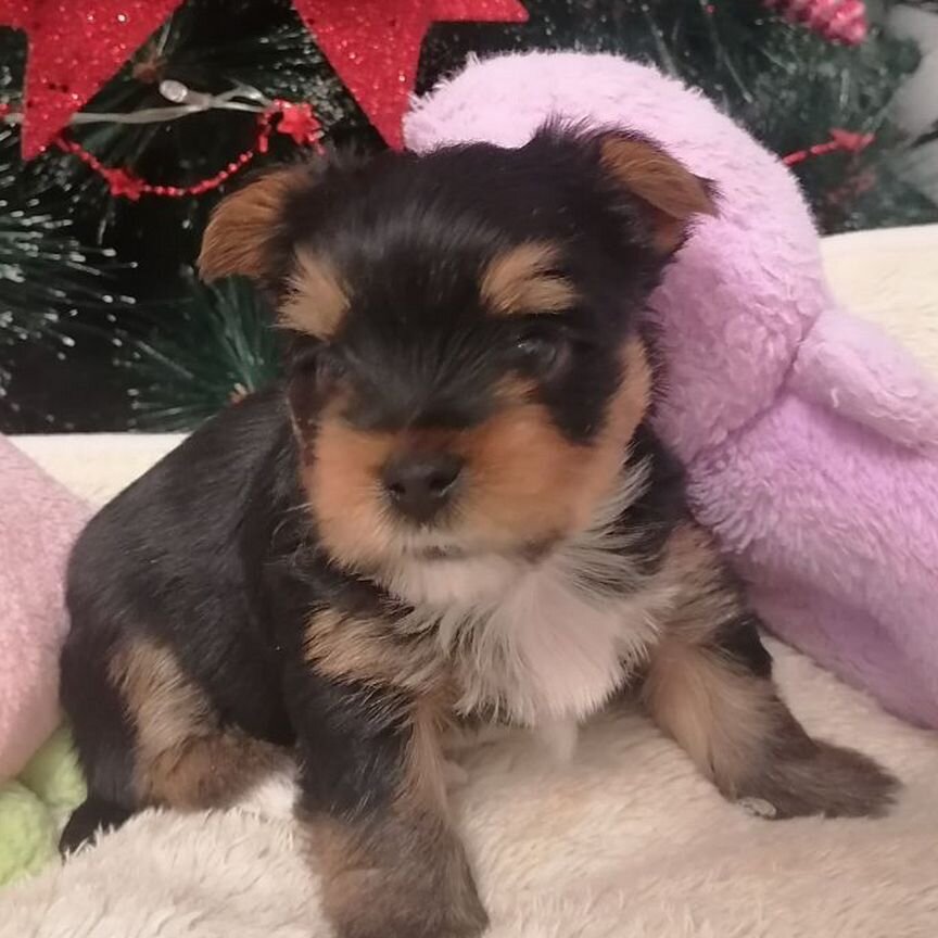 Щенки йоркшеского терьера