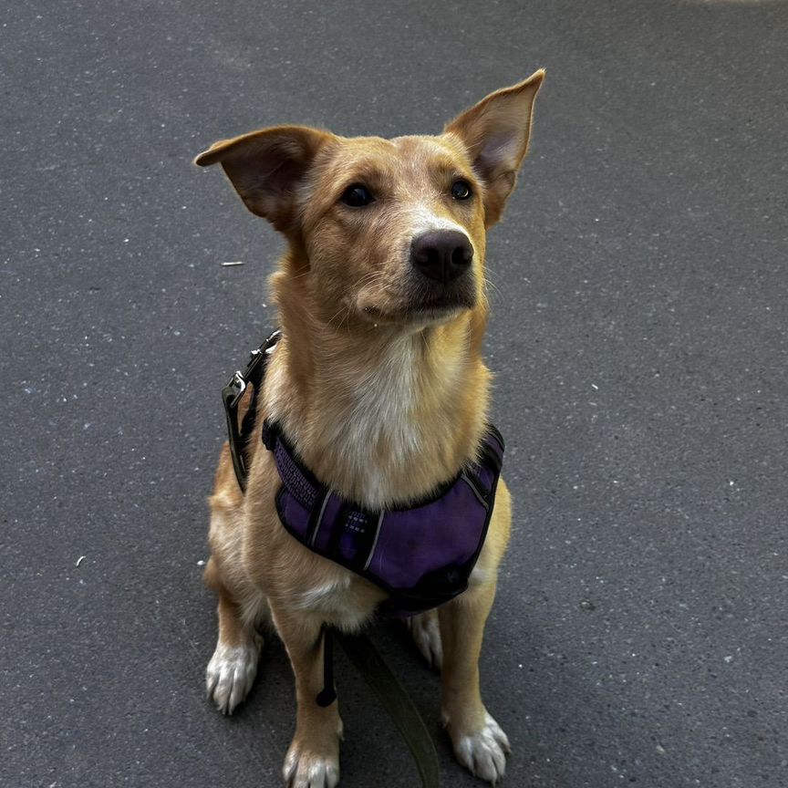 Собака в добрые руки