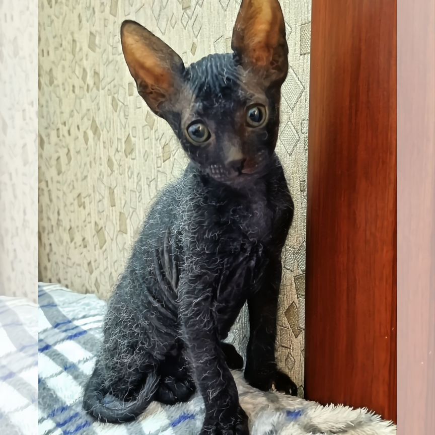 Донской сфинкс котёнок