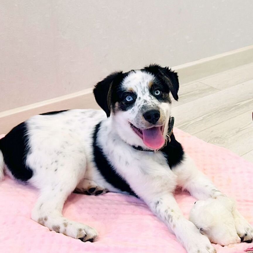 Голубоглазая девочка