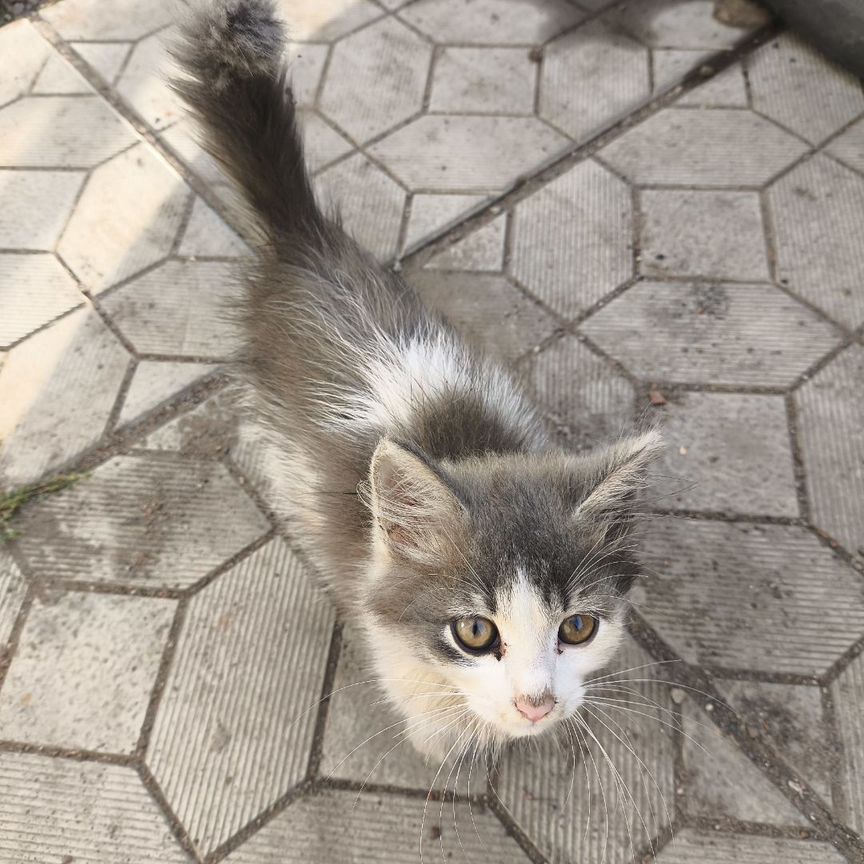 Котята в хорошие руки
