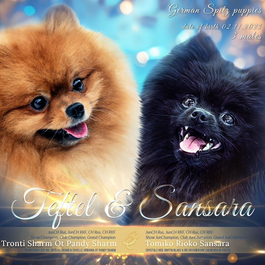 Померанский шпиц, щенок