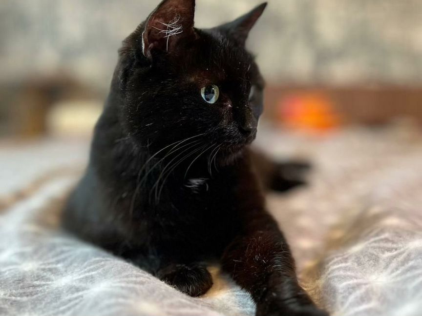 Кот 2 года кастрирован