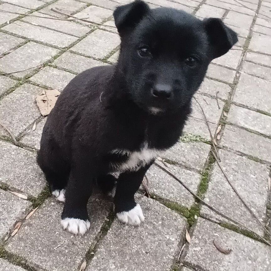 Щенок кобель 1,5 месяца будет средним, невысоким