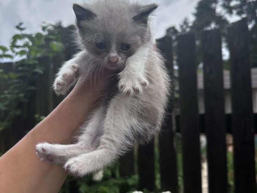 Котята Невской Маскарадной кошки