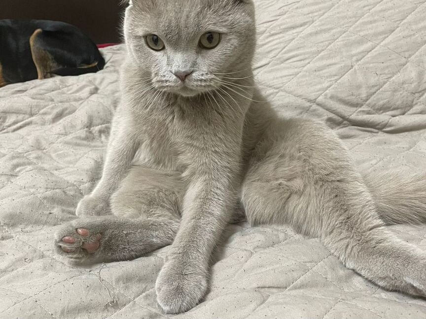 Шотландский кот
