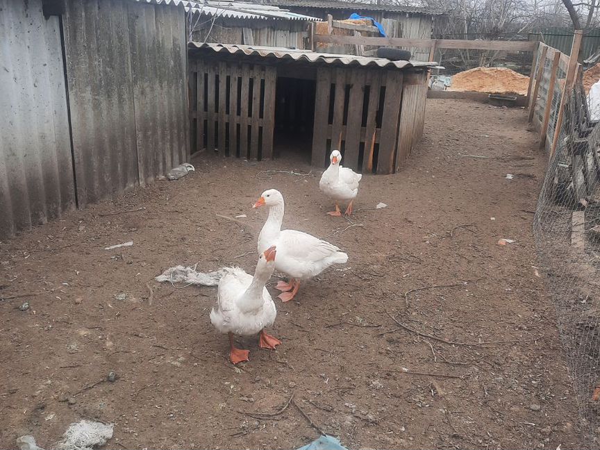 Гуси
