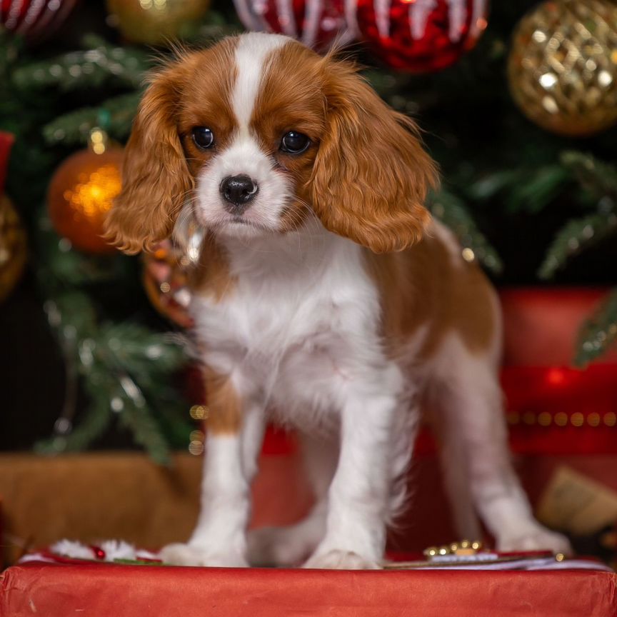 Кавалер кинг-чарльз-спаниель, щенок