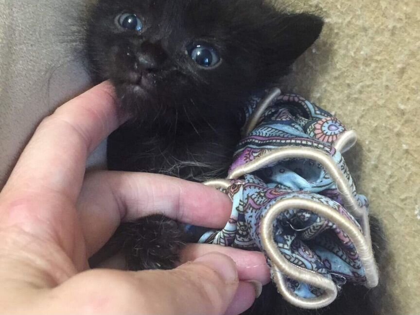 Котенок Сказка