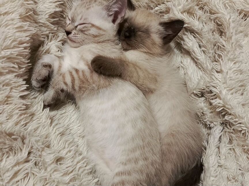 Котята
