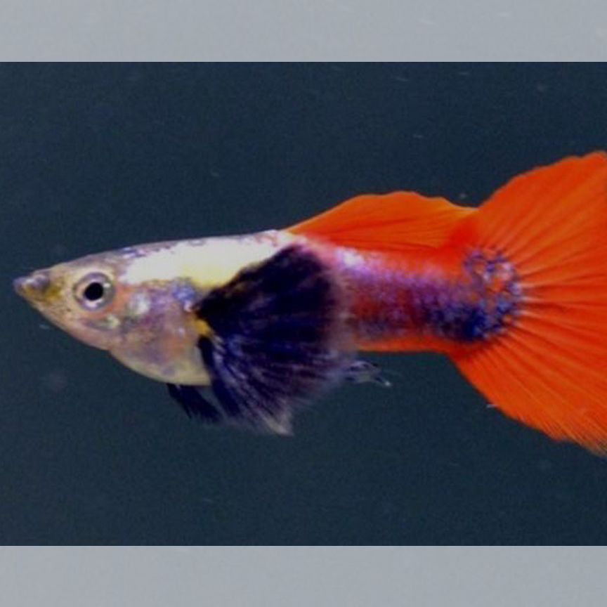 Гуппи чистая линия