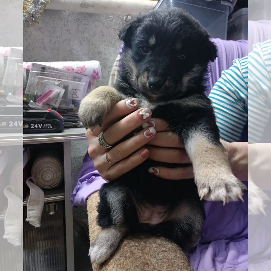 Карапузики 1.5 мес