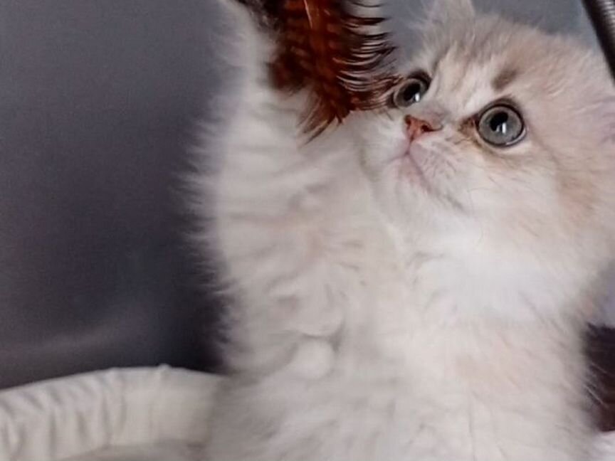 Британский котик