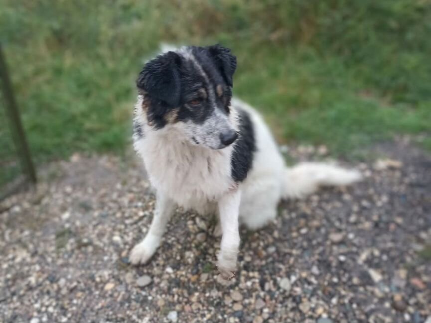 Мухтар ищет дом