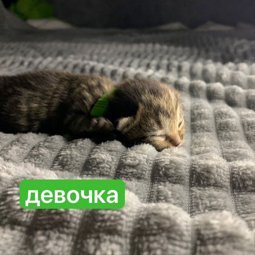 Шотландские котята