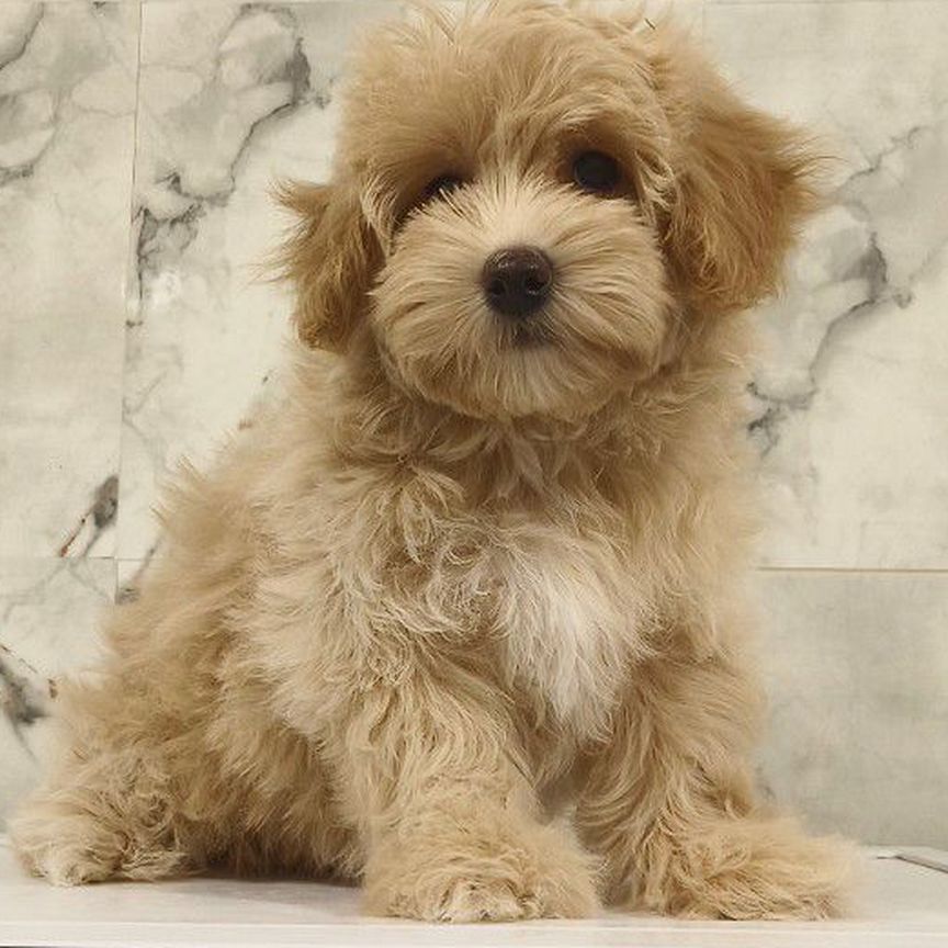 Мальтипу, щенок