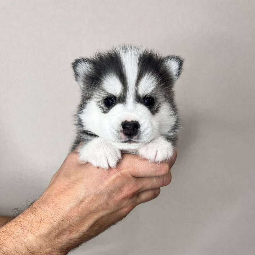 Черно-белый мальчик Помски