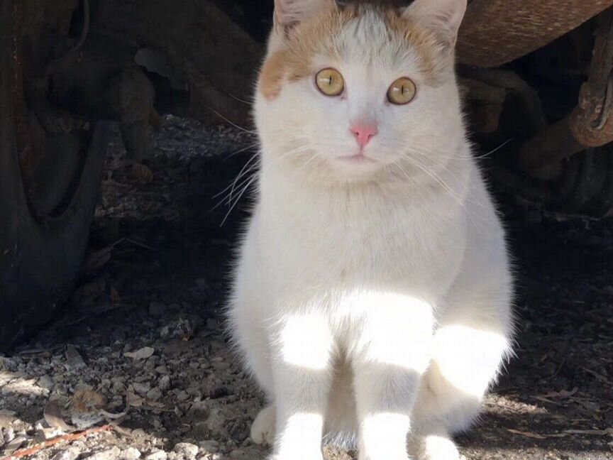 Кот ищет дом