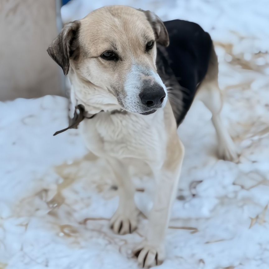 Взрослая собака в добрые руки