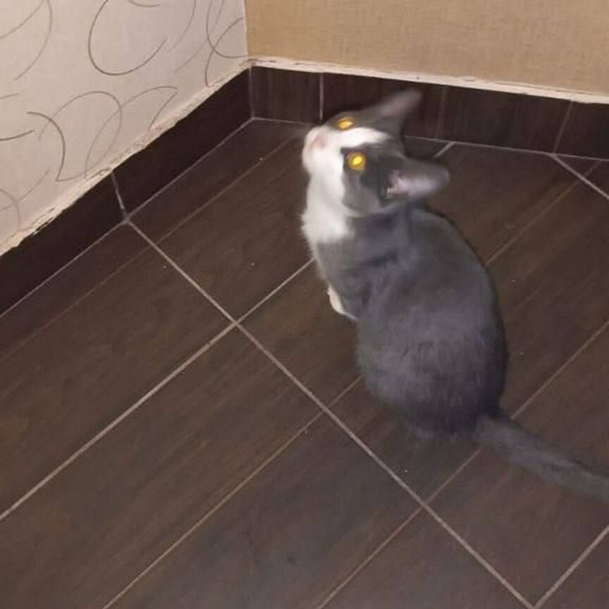 Сос. Котенка ждёт улица. Мальчик 5-6 мес