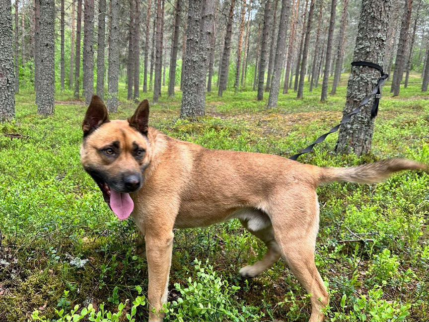 Бельгийская овчарка помесь