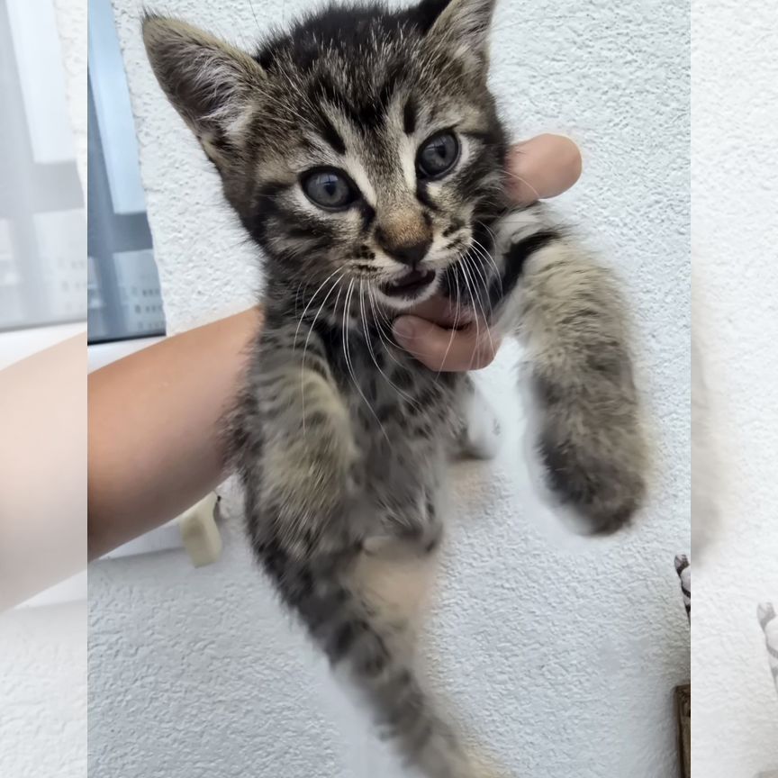 Котенок
