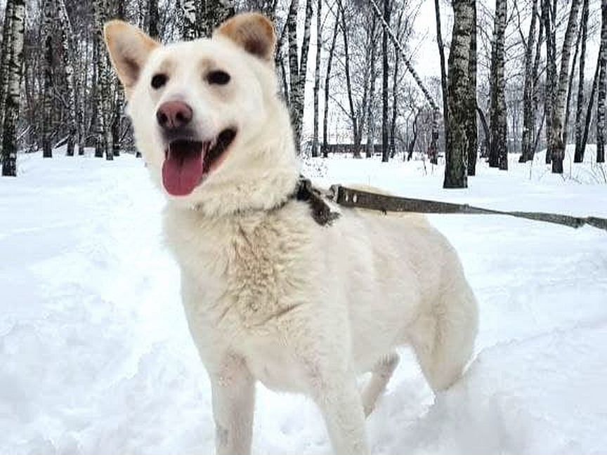 Собака из приюта ищет дом