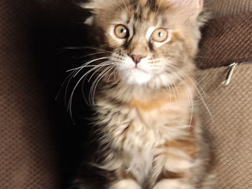 Замечательные котята Мейн Кун