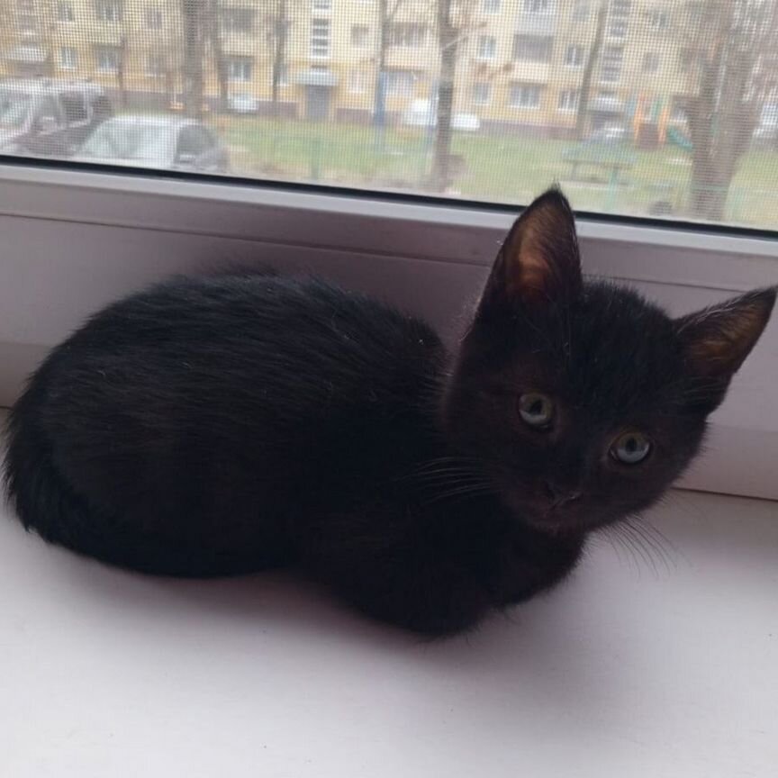 Котёнок в добрые руки