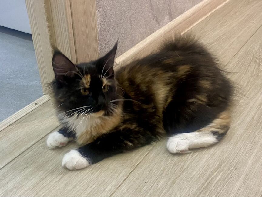 Котята мейн-кун