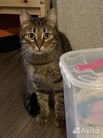 Кошка невидимка