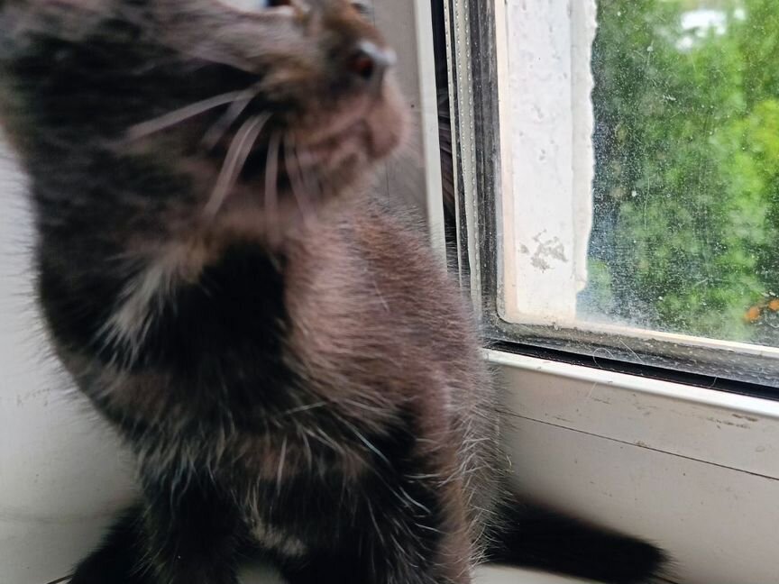 Кошки